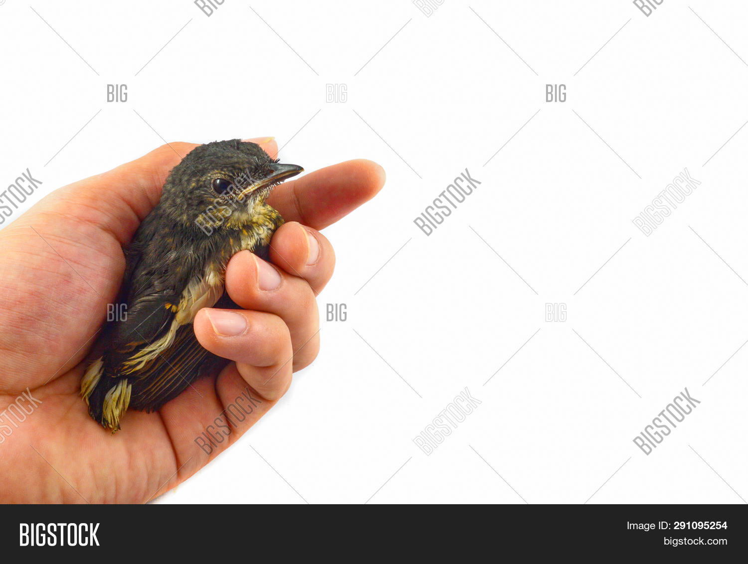 Help Bird On Hand Safe Image & Photo (Free Trial) | Bigstock