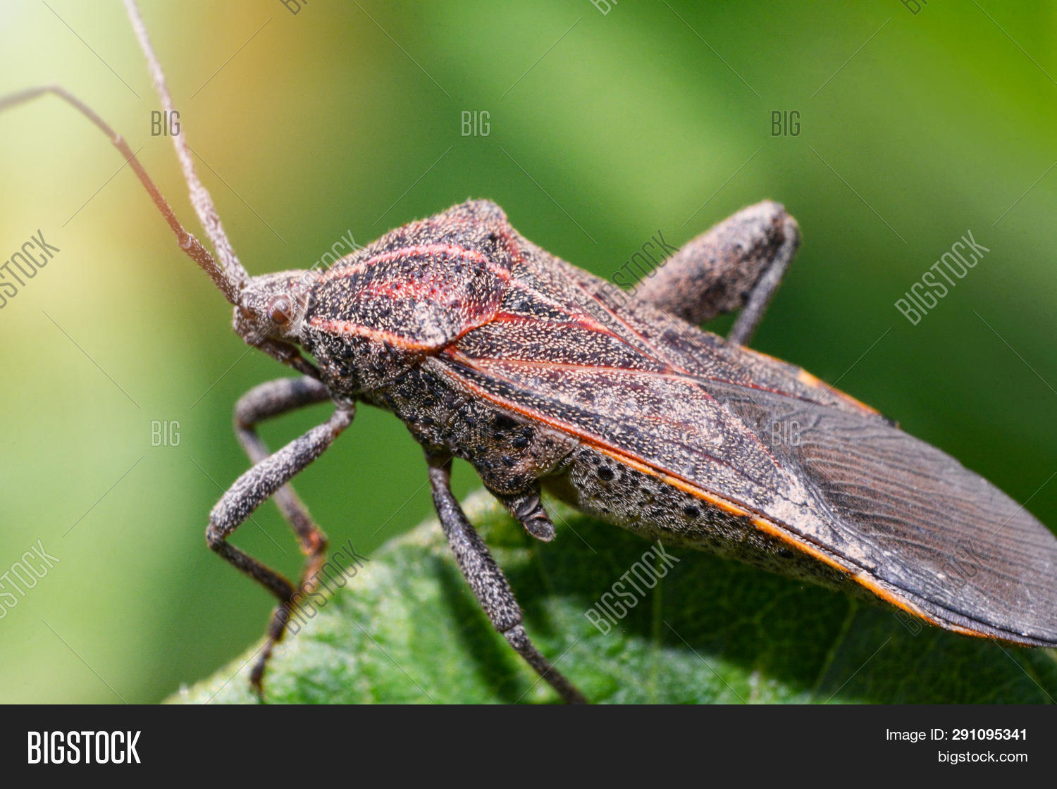 Close Coreid Bug On Image & Photo (Free Trial) | Bigstock