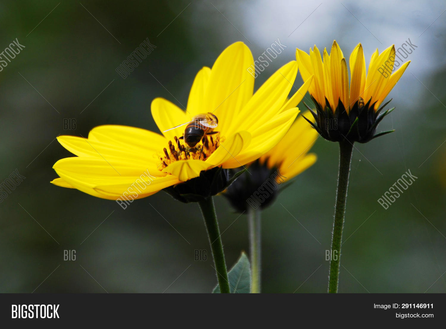 Bee On Yellow Flower, Image & Photo (Free Trial) | Bigstock