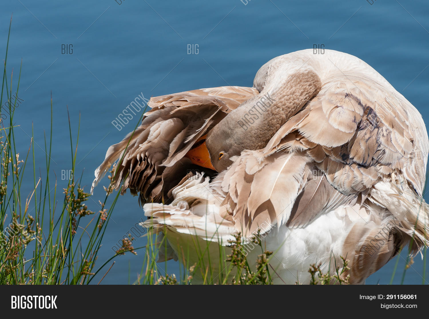 Grey Domestic Goose Image & Photo (Free Trial) | Bigstock