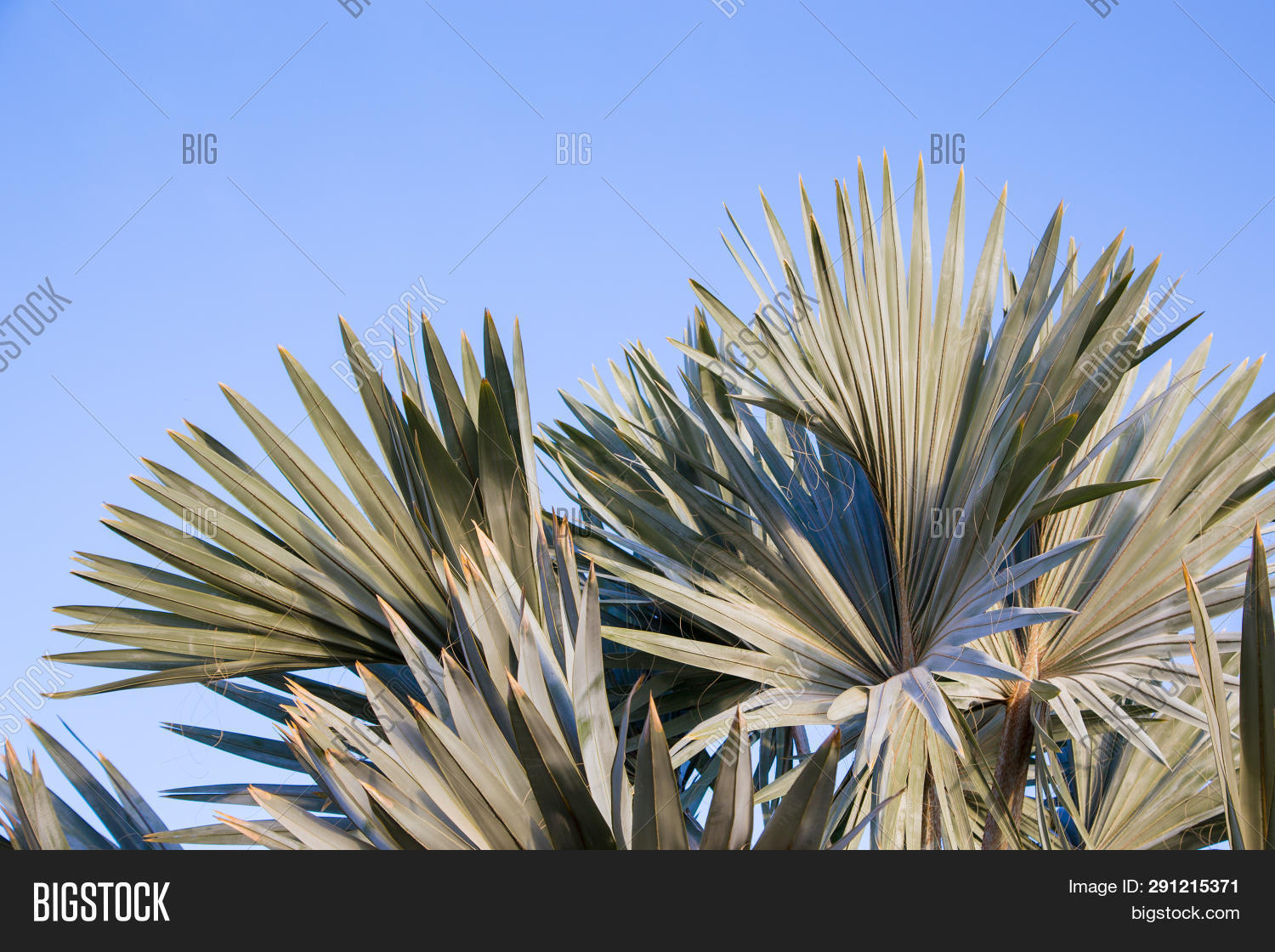 Palm Tree Background Image & Photo (Free Trial) | Bigstock