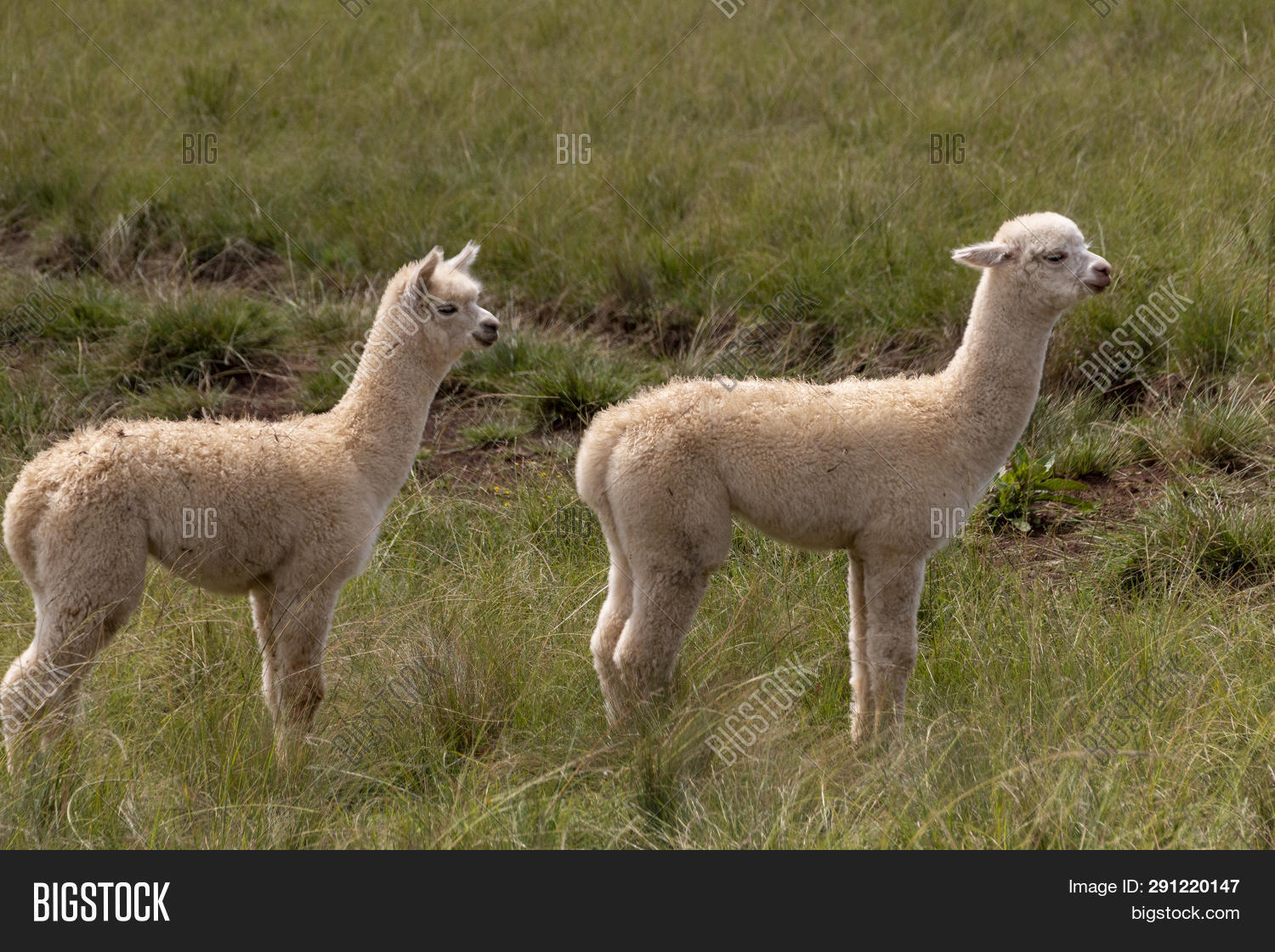 Close View Two Alpaca Image & Photo (Free Trial) | Bigstock