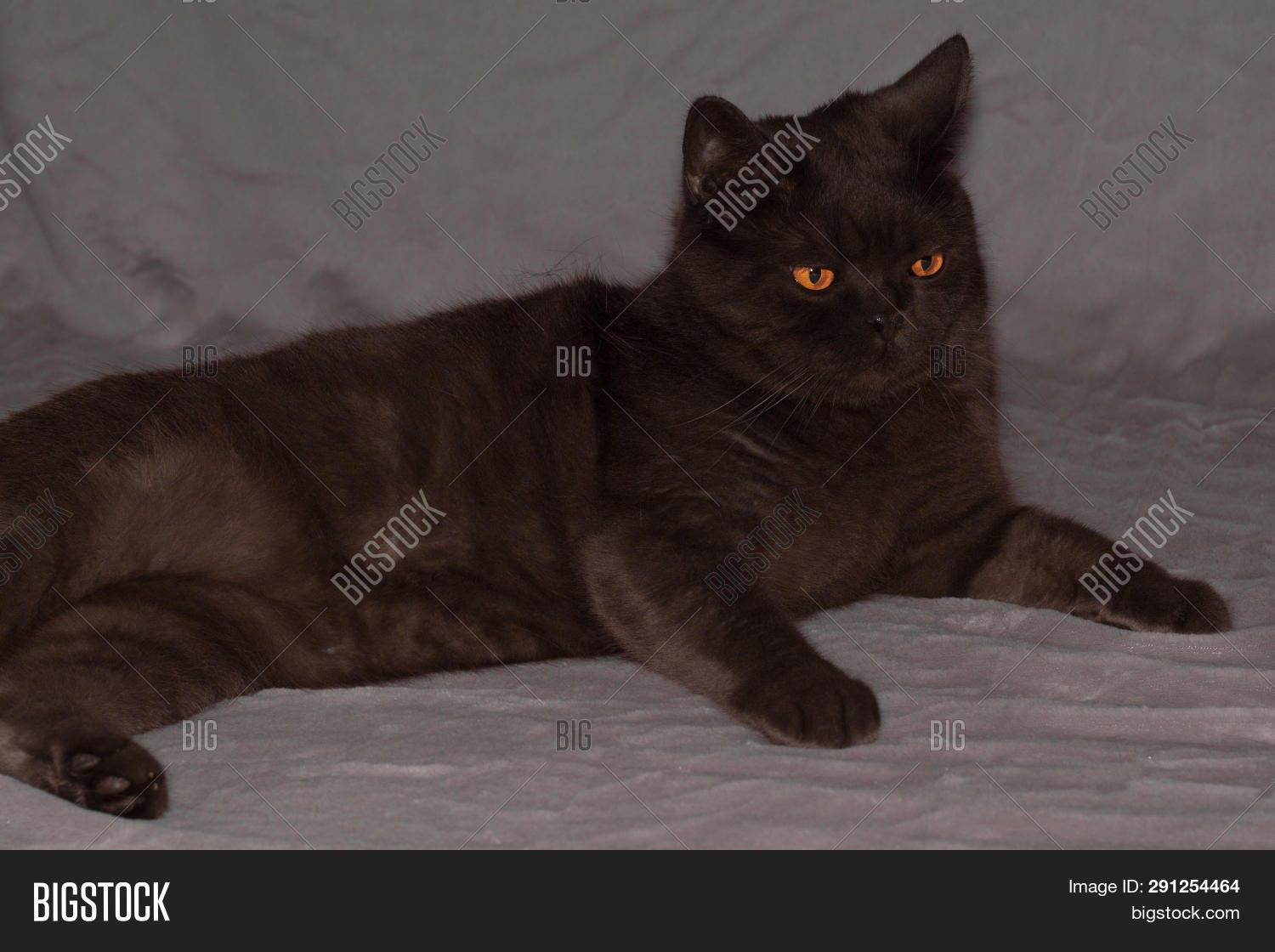 Fat Solid Gray Cat Image & Photo (Free Trial) | Bigstock