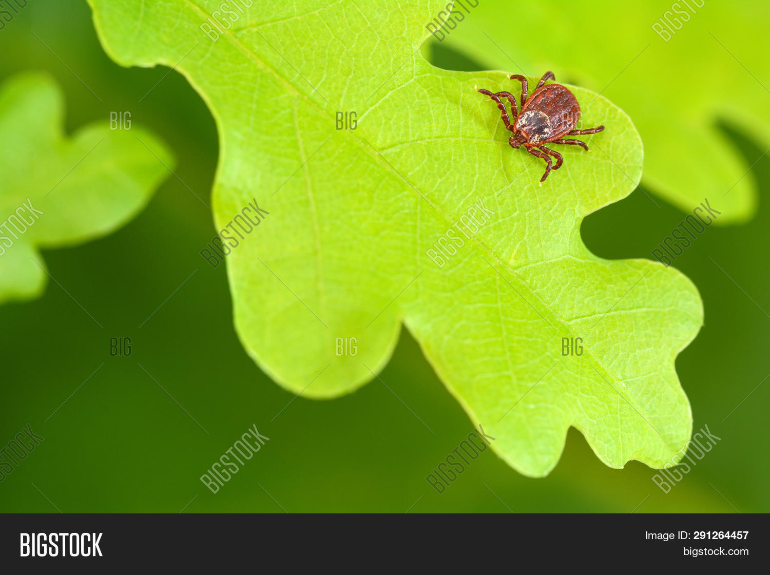 Parasite Mite Sitting Image & Photo (Free Trial) | Bigstock