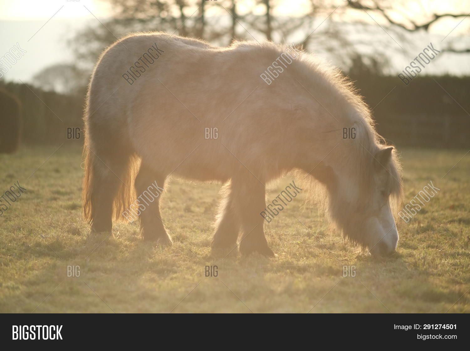 Ponies Sunset Image & Photo (Free Trial) | Bigstock
