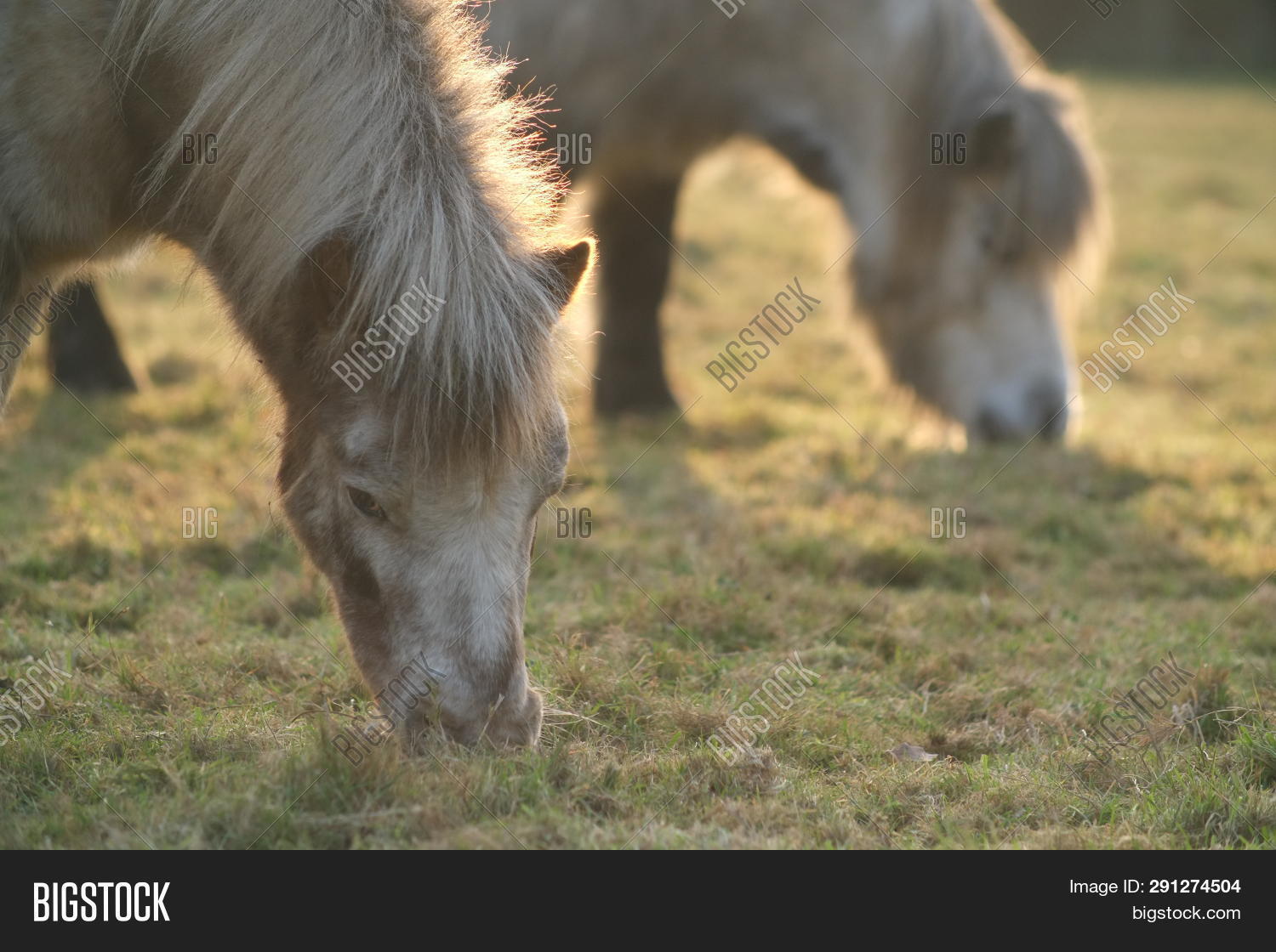 Ponies Sunset Image & Photo (Free Trial) | Bigstock