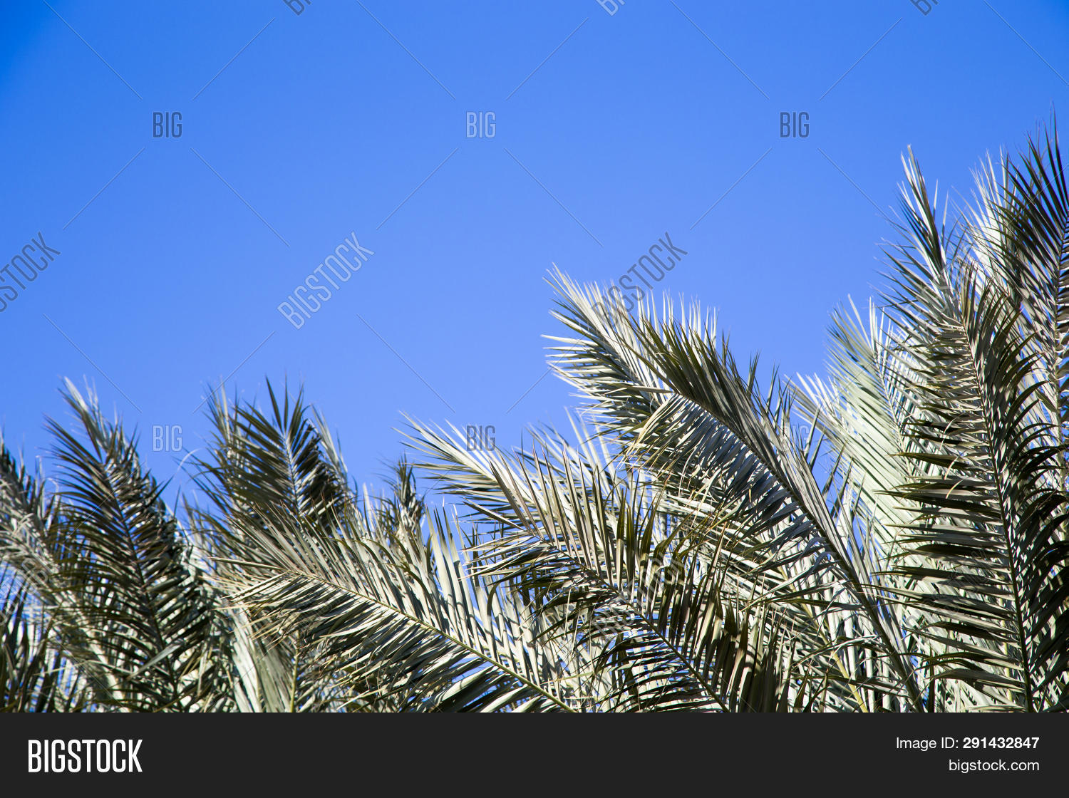 Palm Tree Background Image & Photo (Free Trial) | Bigstock
