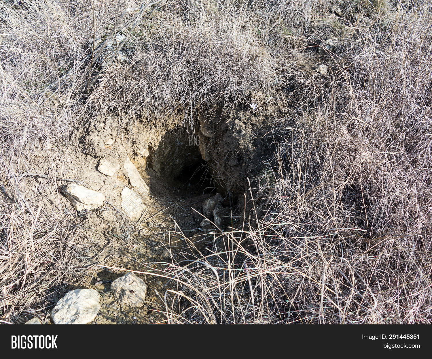 Fox Holes. Colony Image & Photo (Free Trial) | Bigstock