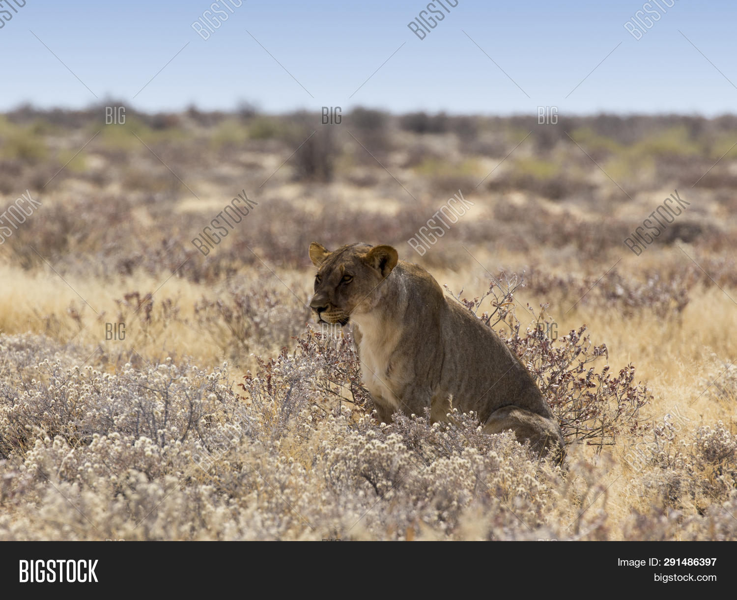 Beautiful Female Lion Image & Photo (Free Trial) | Bigstock
