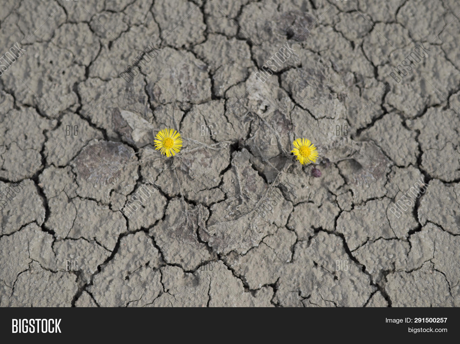 Flower Growing Out Of Soil