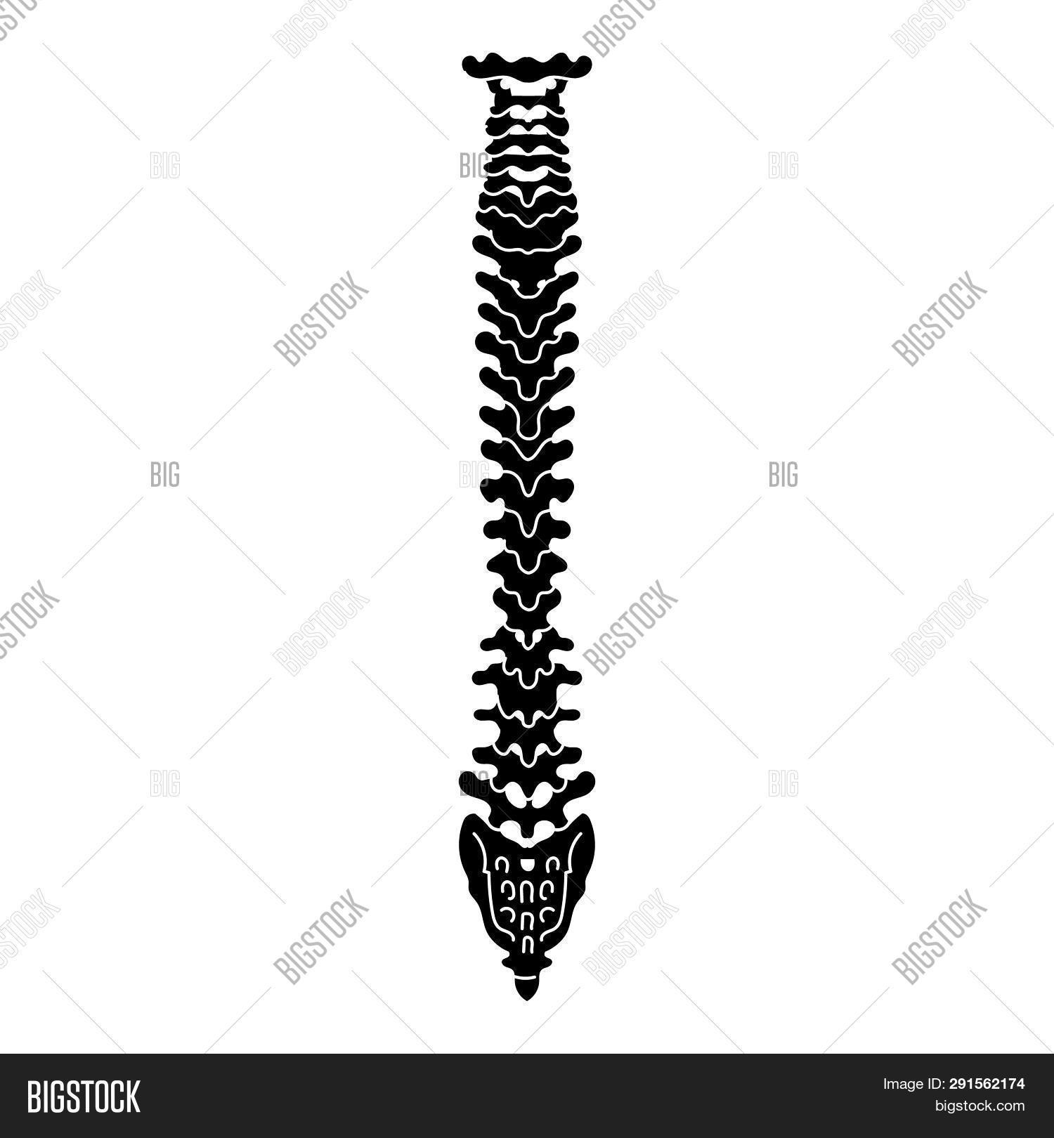Anatomy Spine Icon. Image & Photo (Free Trial) | Bigstock