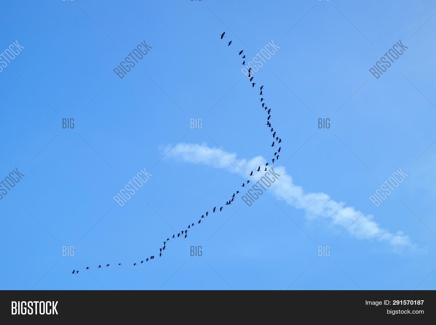 Group Birds Flying Image & Photo (Free Trial) | Bigstock