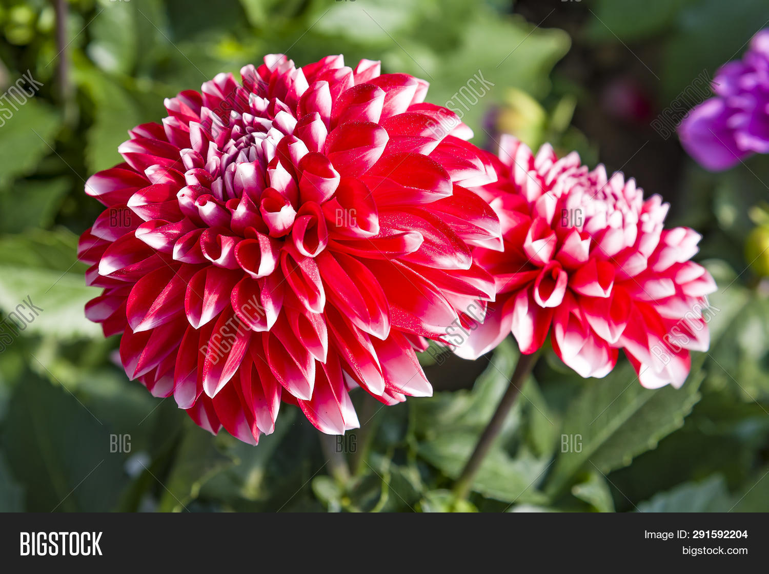 Beautiful Dahlia Image & Photo (Free Trial) | Bigstock