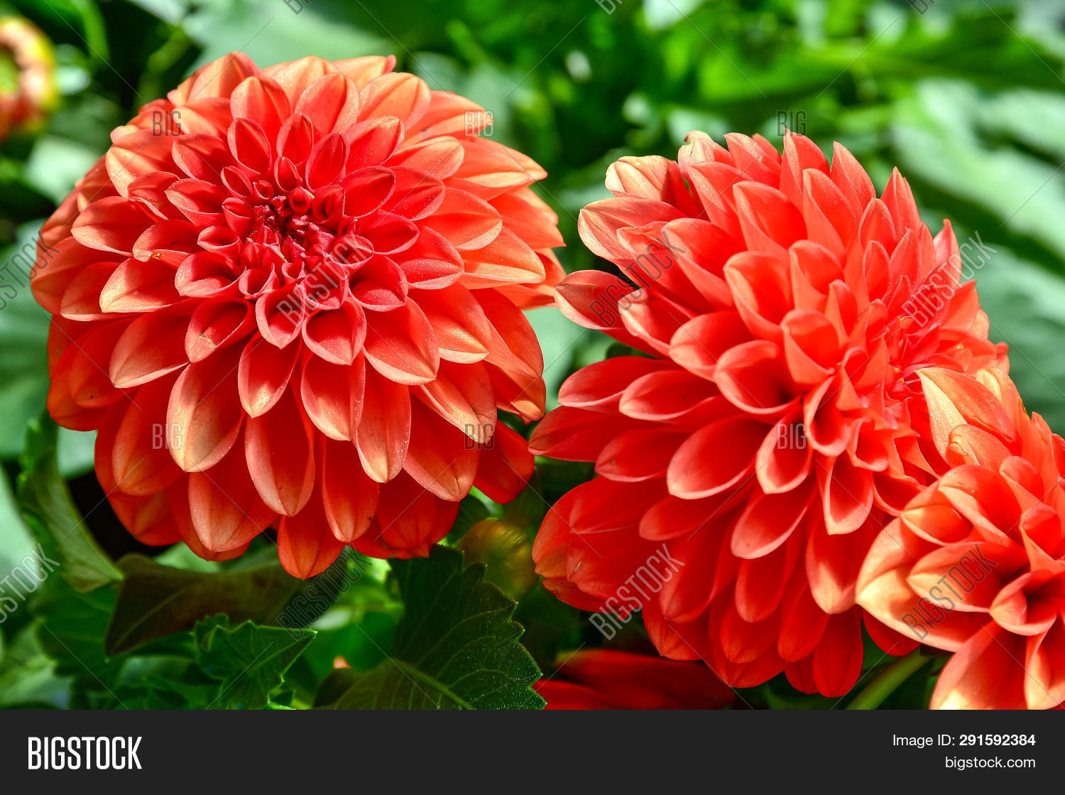 Beautiful Dahlia Image & Photo (Free Trial) | Bigstock