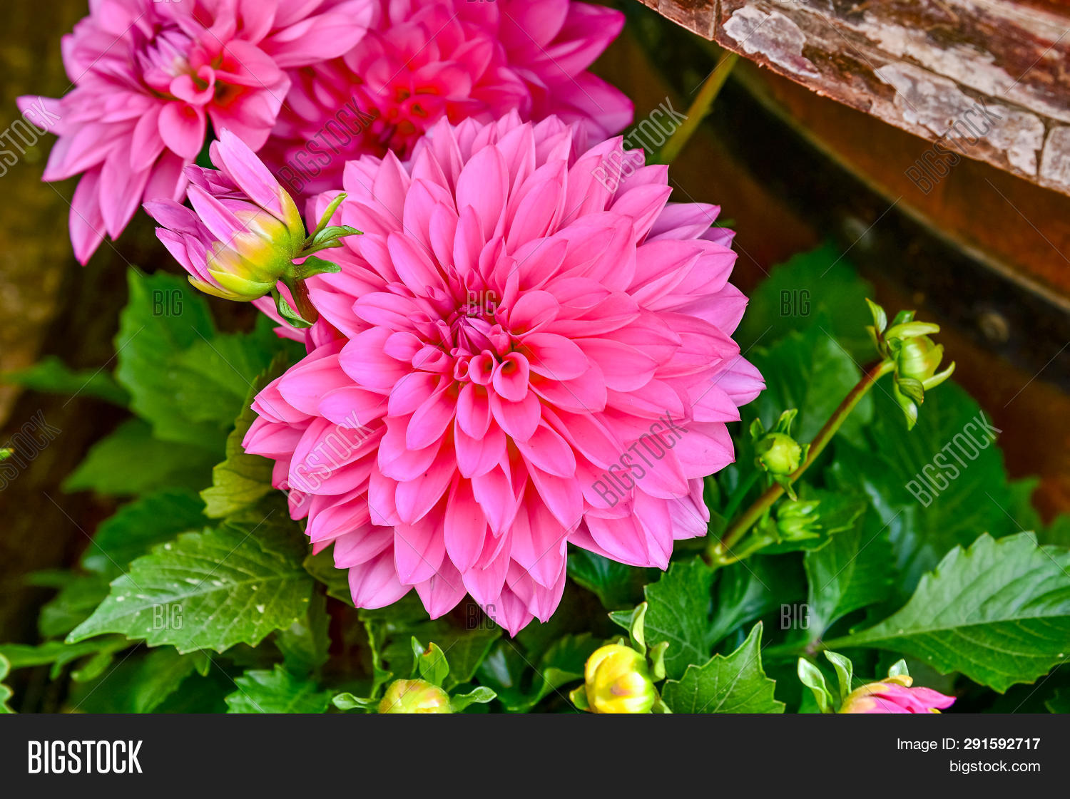 Beautiful Dahlia Image & Photo (Free Trial) | Bigstock