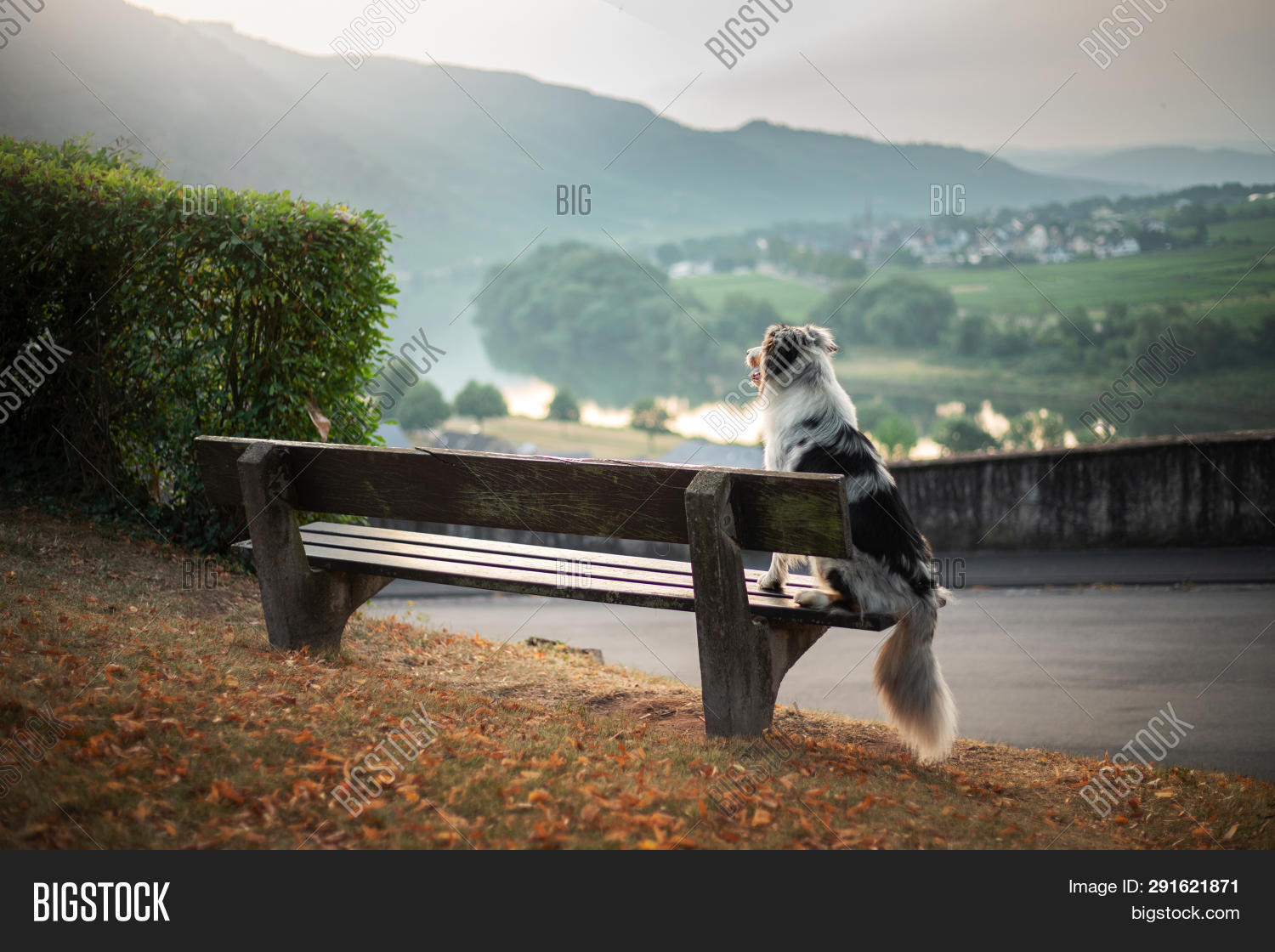 Dog Sits On Bench Image & Photo (Free Trial) | Bigstock