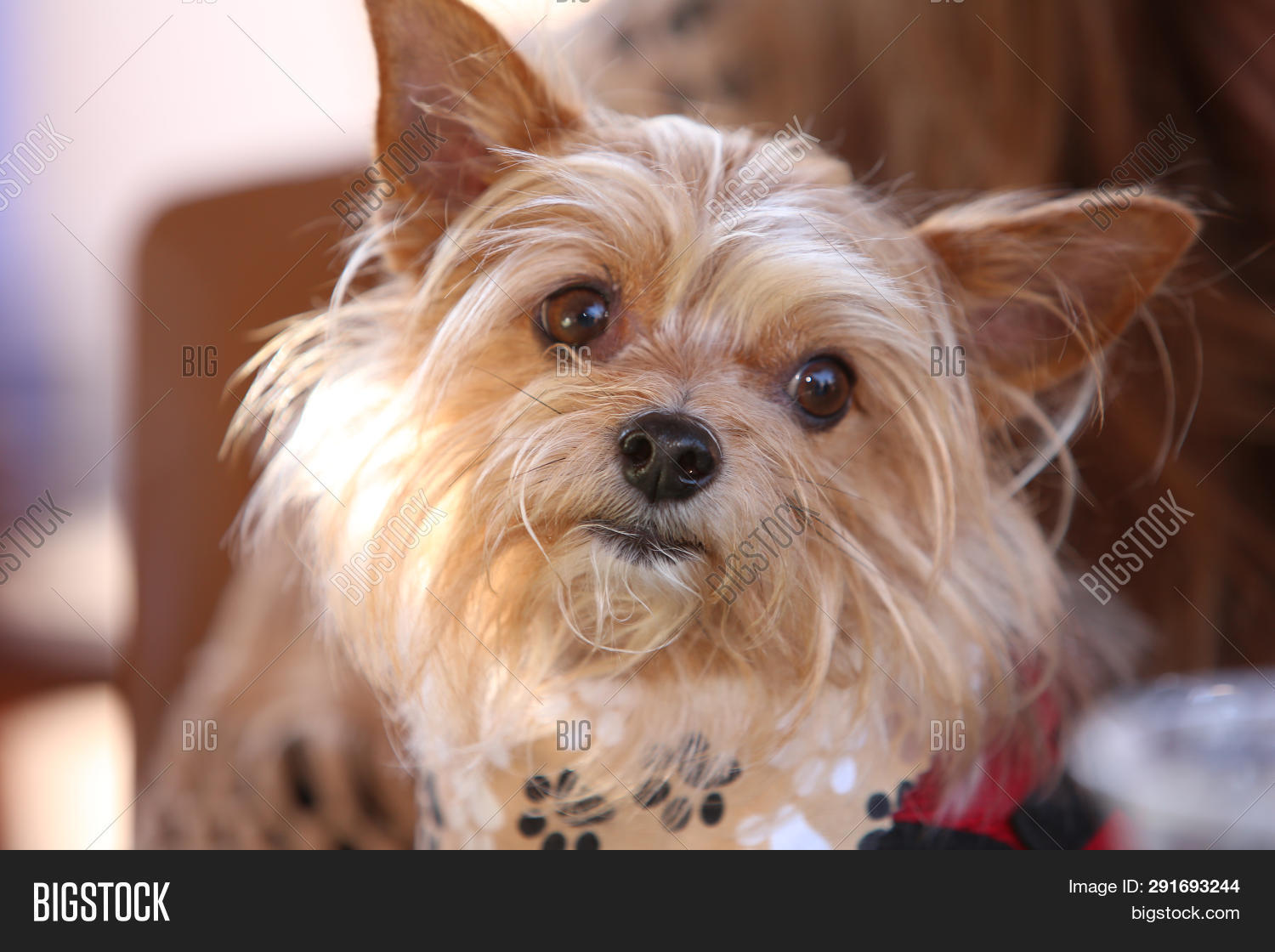 Dog. Small Brown Dog. Image & Photo (Free Trial) | Bigstock