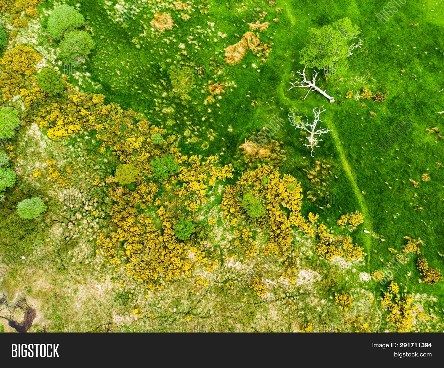 Beautiful Large Pine Image & Photo (Free Trial) | Bigstock