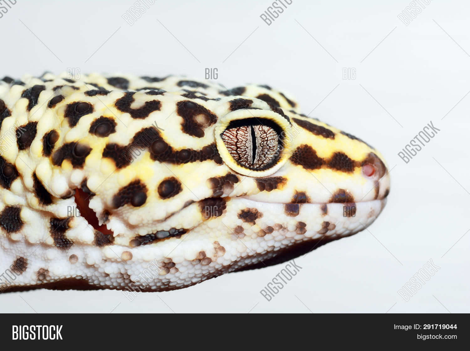 Close- Cute Leopard Image & Photo (Free Trial) | Bigstock