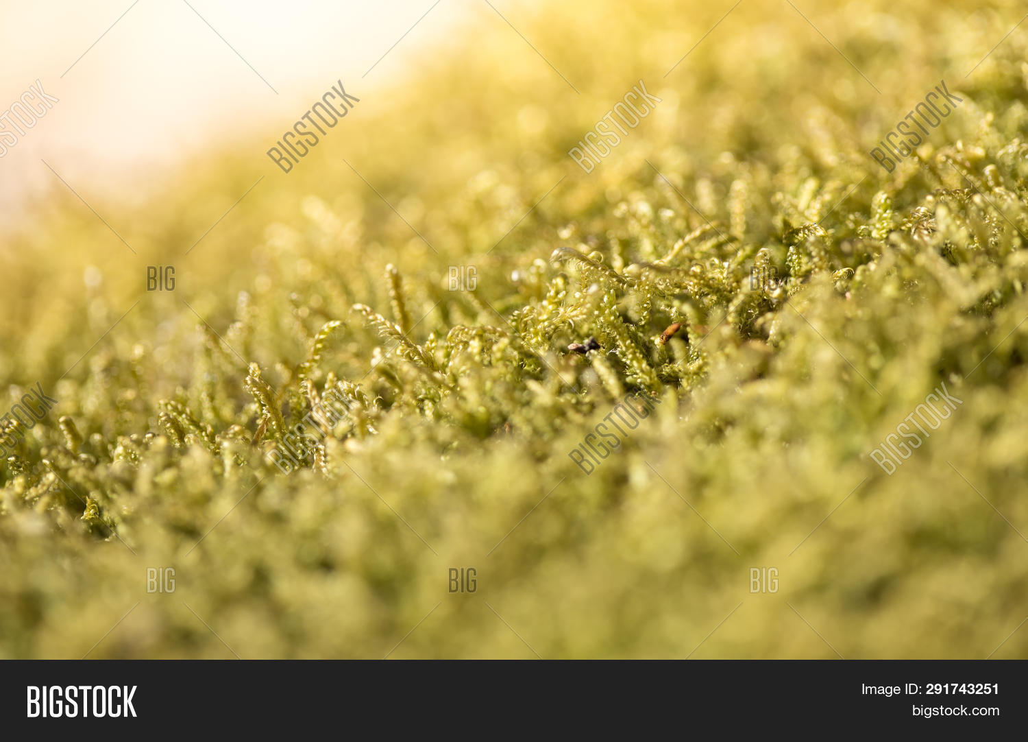 Beautiful Green Moss Image & Photo (Free Trial) | Bigstock