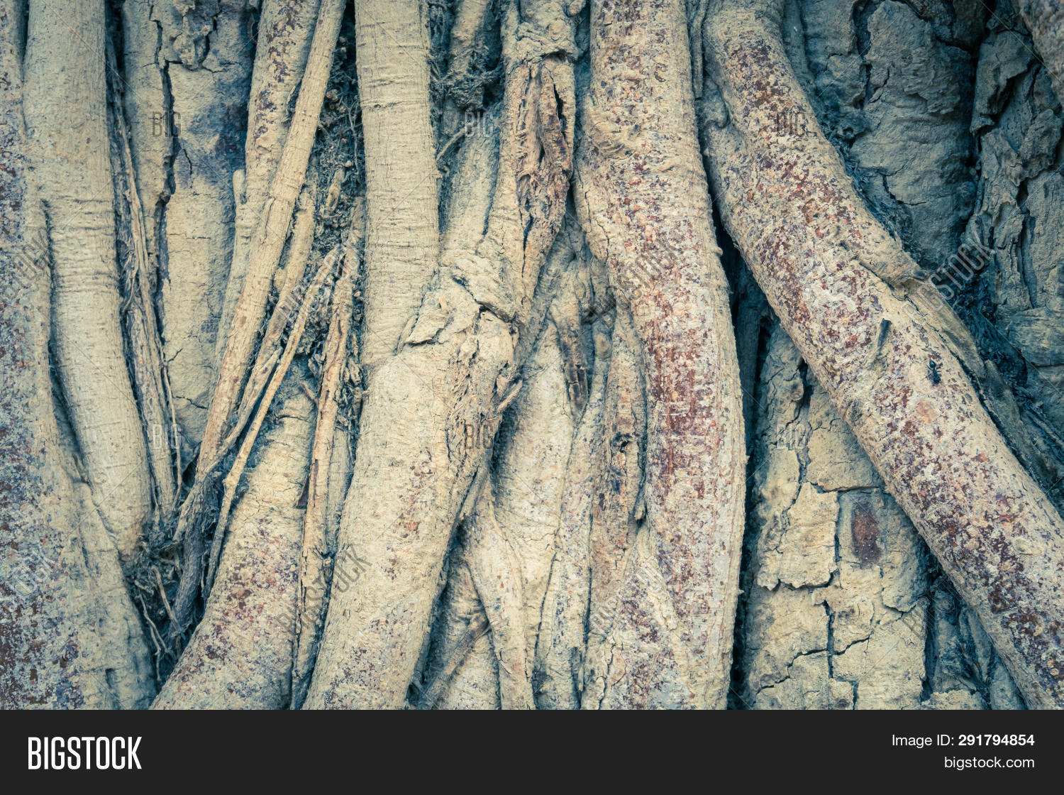 Vintage Old Tree Roots Image & Photo (Free Trial) | Bigstock