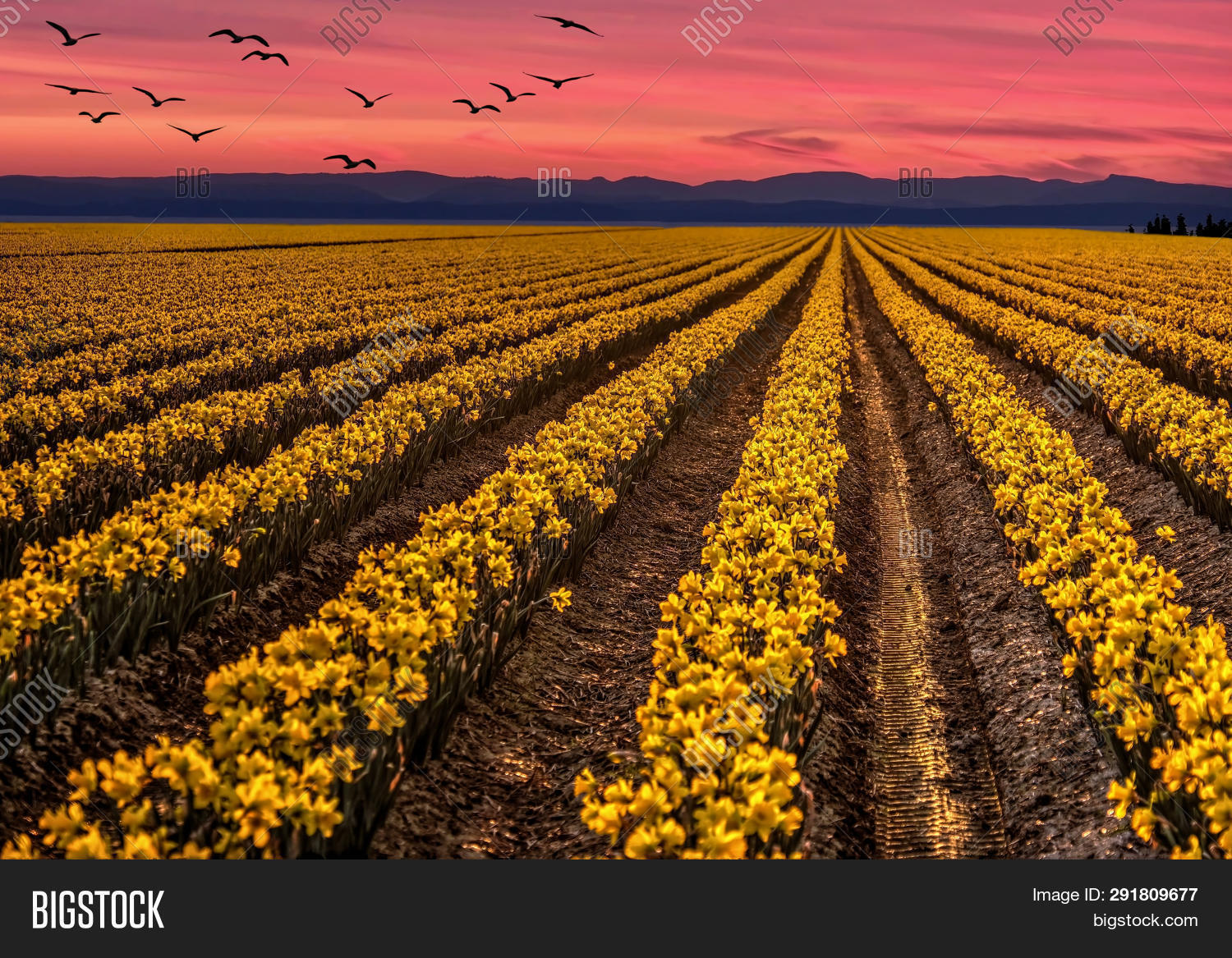 Daffodil Fields Sunset Image & Photo (Free Trial) | Bigstock