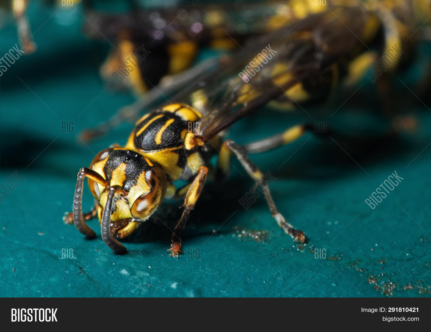 Macro Photography Wasp Image & Photo (Free Trial) | Bigstock