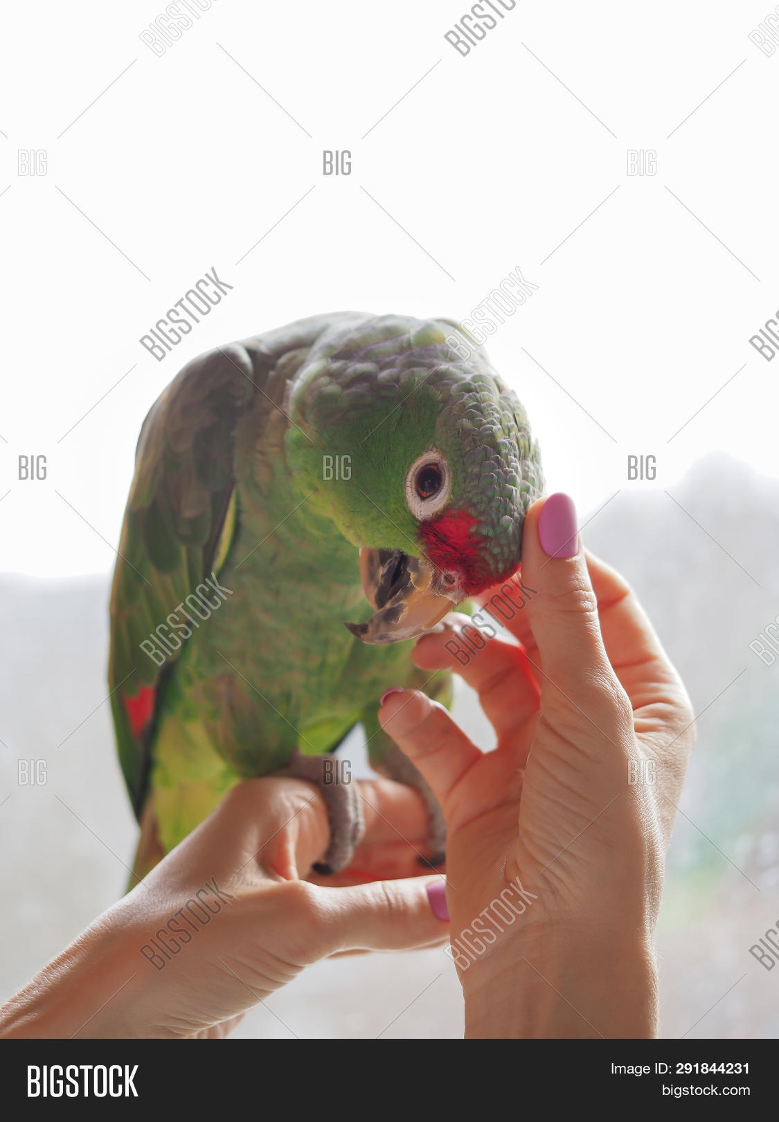 Fondled Parrot Sitting Image & Photo (Free Trial) | Bigstock