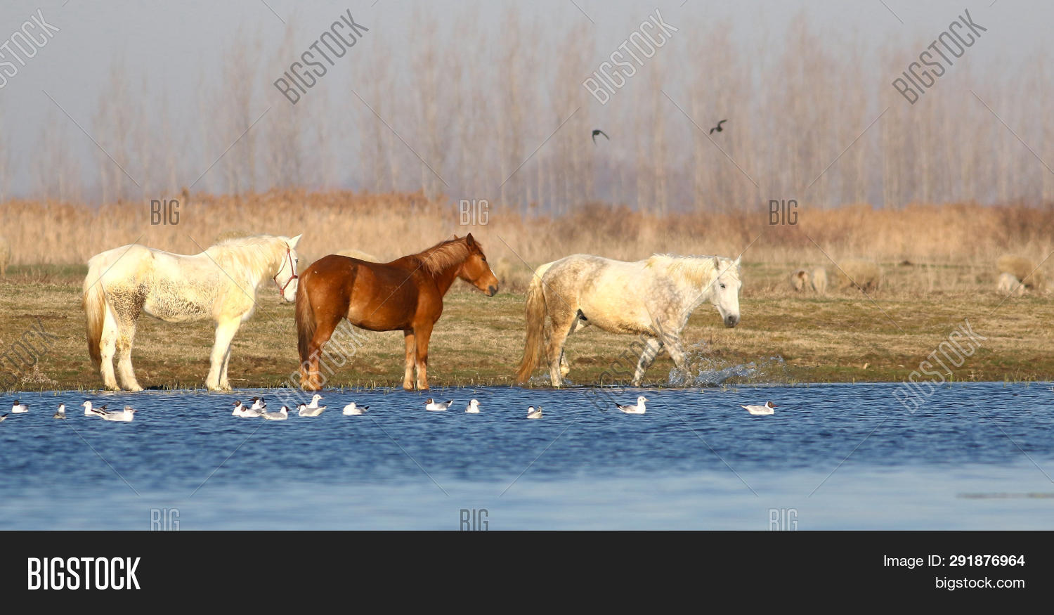 Three Wild Horses Image & Photo (Free Trial) | Bigstock