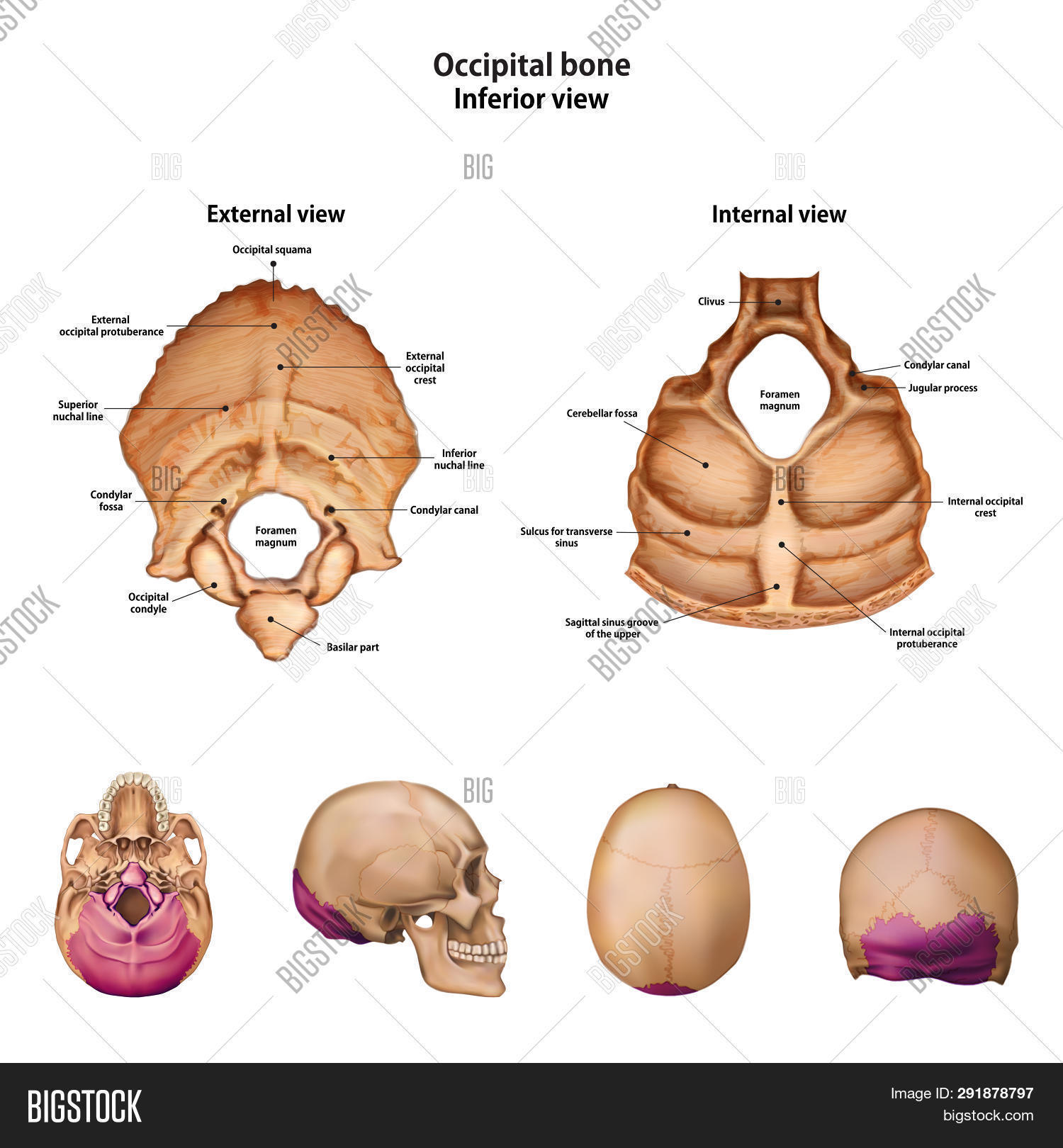 Occipital Bone. Name Image & Photo (Free Trial) | Bigstock