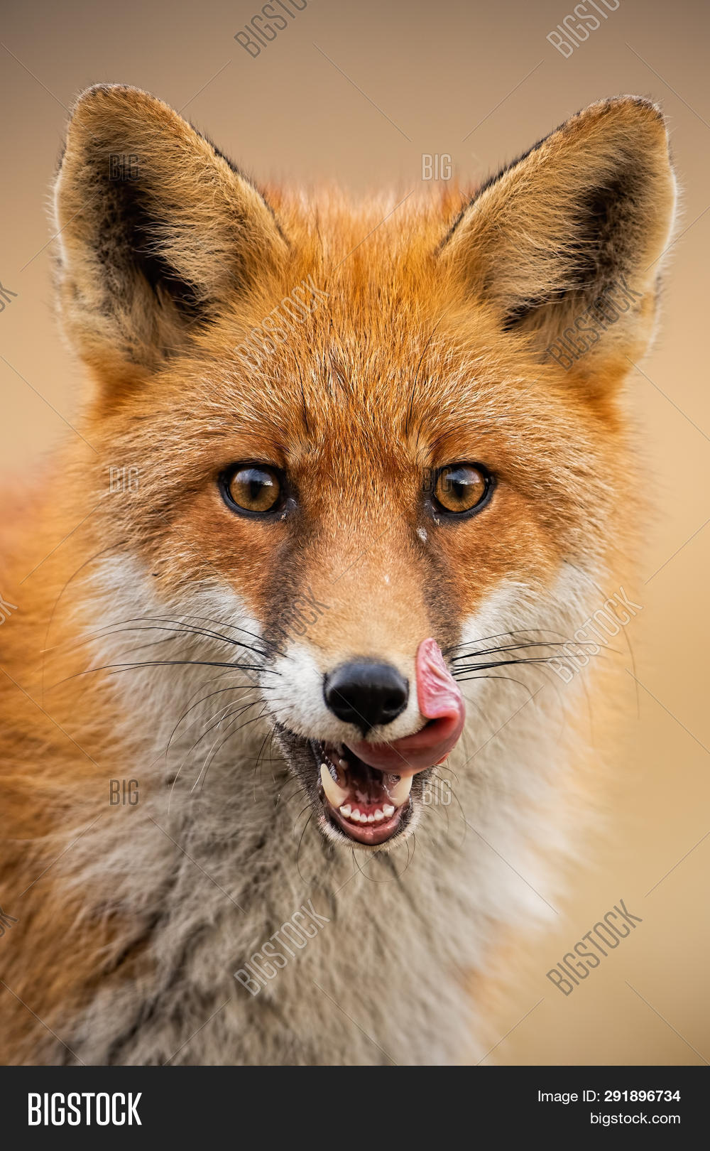 Close- Head Red Fox, Image & Photo (Free Trial) | Bigstock
