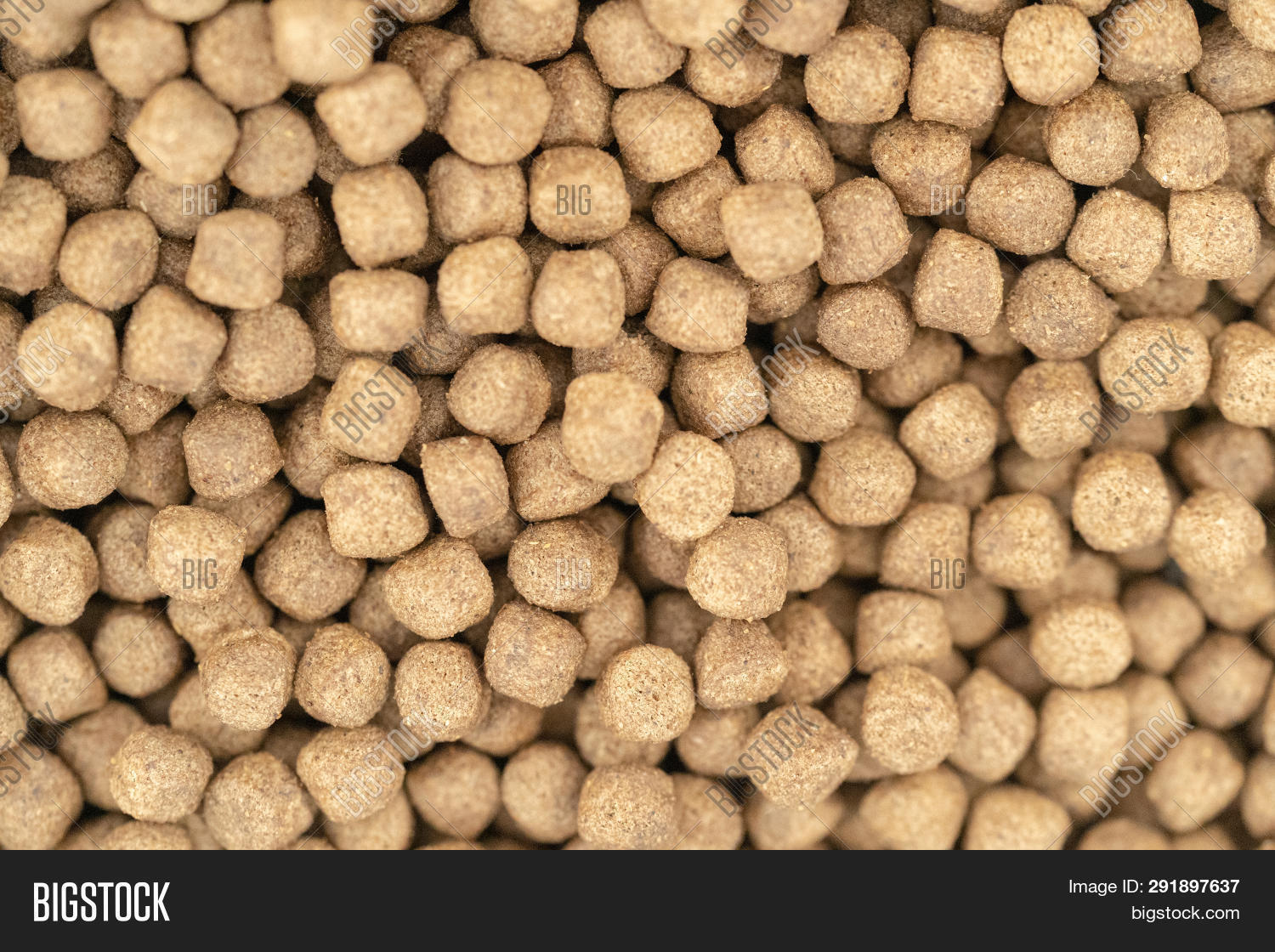 Closeup Pellet Fish Image & Photo (Free Trial) | Bigstock