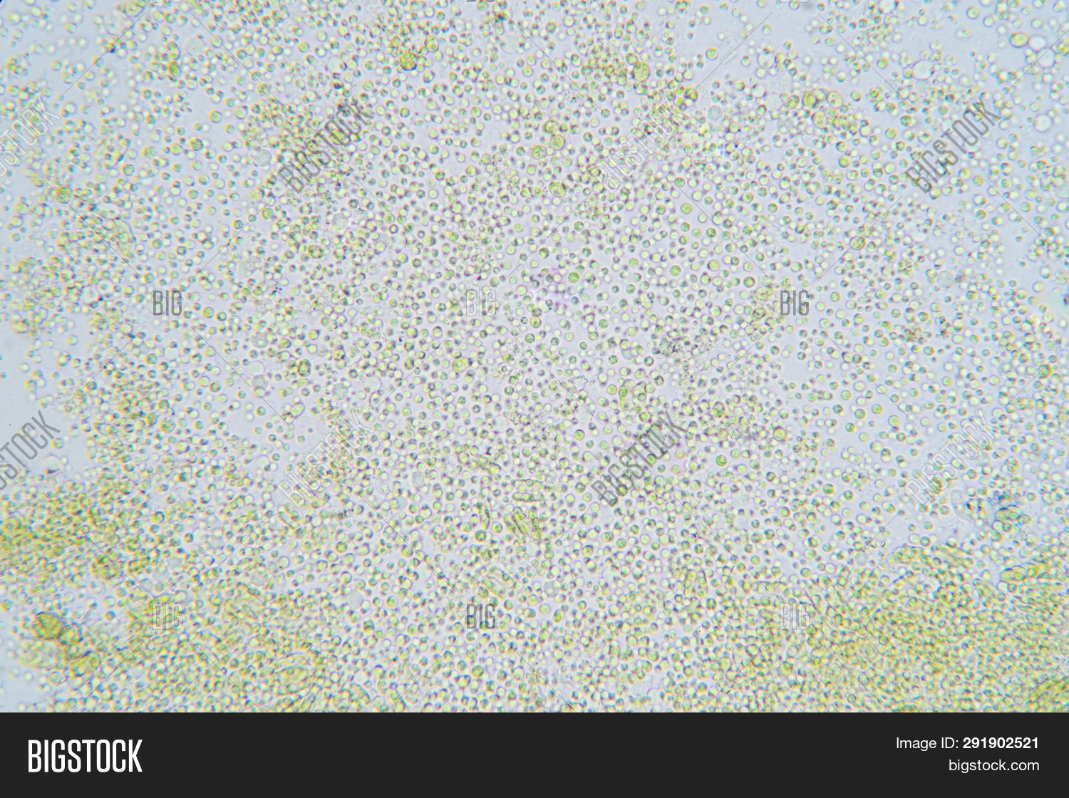 Chlorella Genus Single Image & Photo (Free Trial) | Bigstock