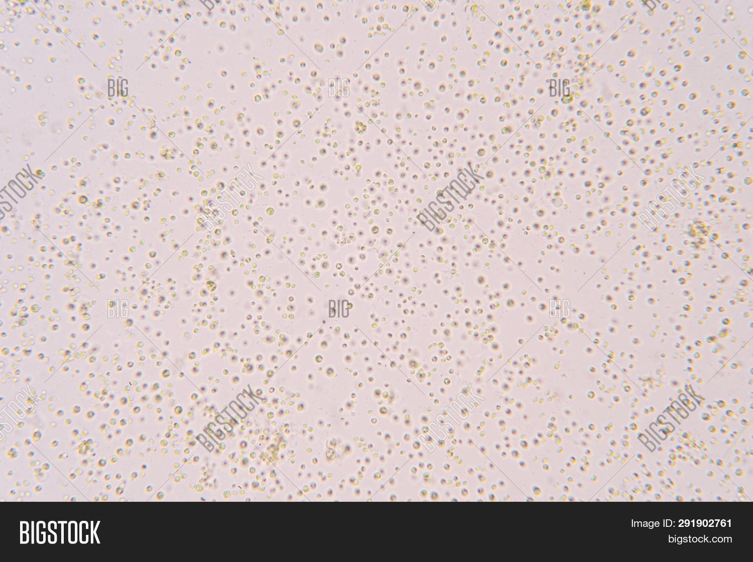 Chlorella Genus Single Image & Photo (Free Trial) | Bigstock