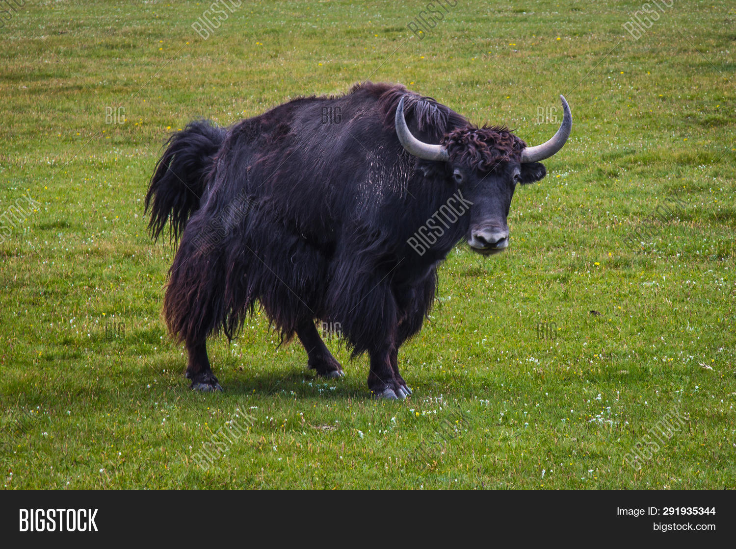 Yak Central Asia. Image & Photo (Free Trial) | Bigstock