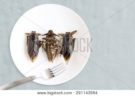 Giant Water Bug Edible Image & Photo (Free Trial) | Bigstock