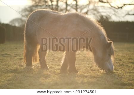 Ponies Sunset Image & Photo (Free Trial) | Bigstock