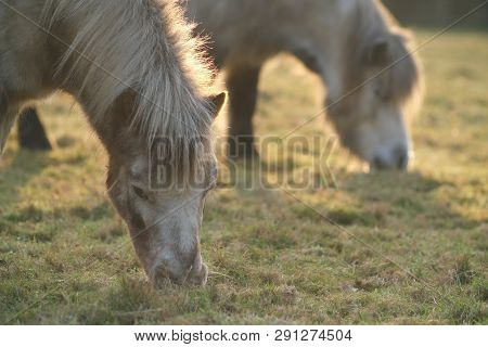 Ponies Sunset Image & Photo (Free Trial) | Bigstock