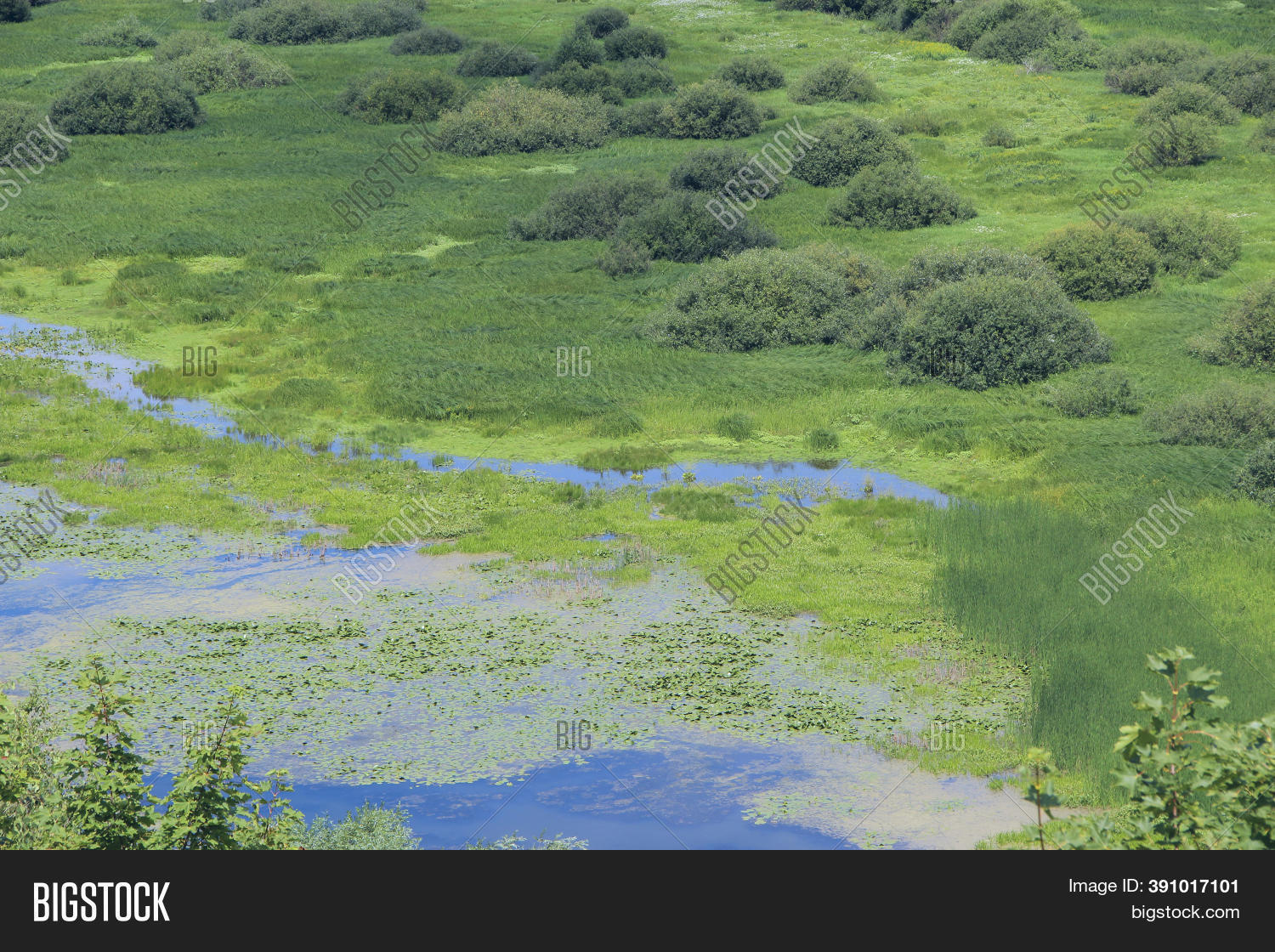 Nice View Swamp Summer Image & Photo (Free Trial) | Bigstock