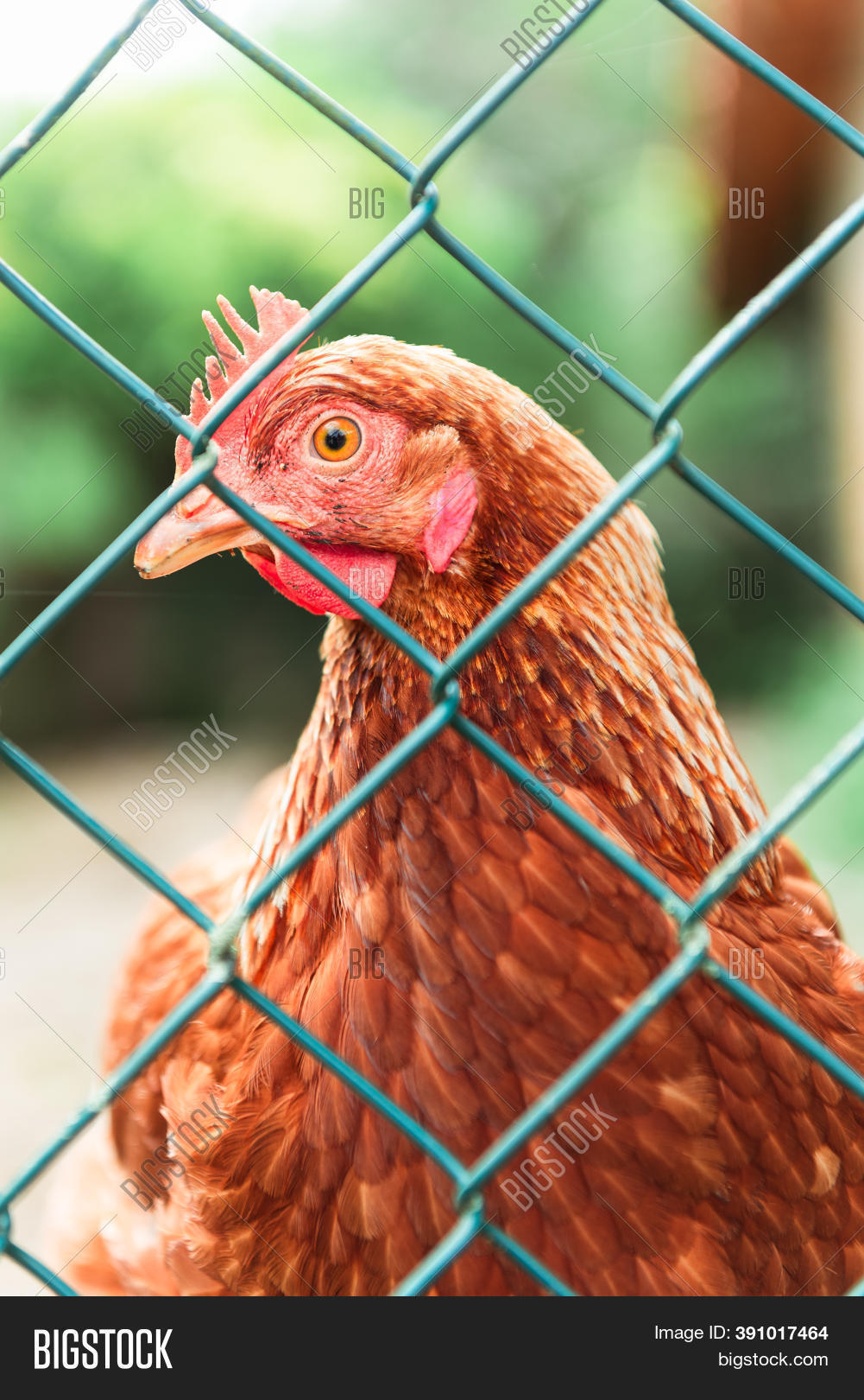 Live Hen Corral Behind Image & Photo (Free Trial) | Bigstock