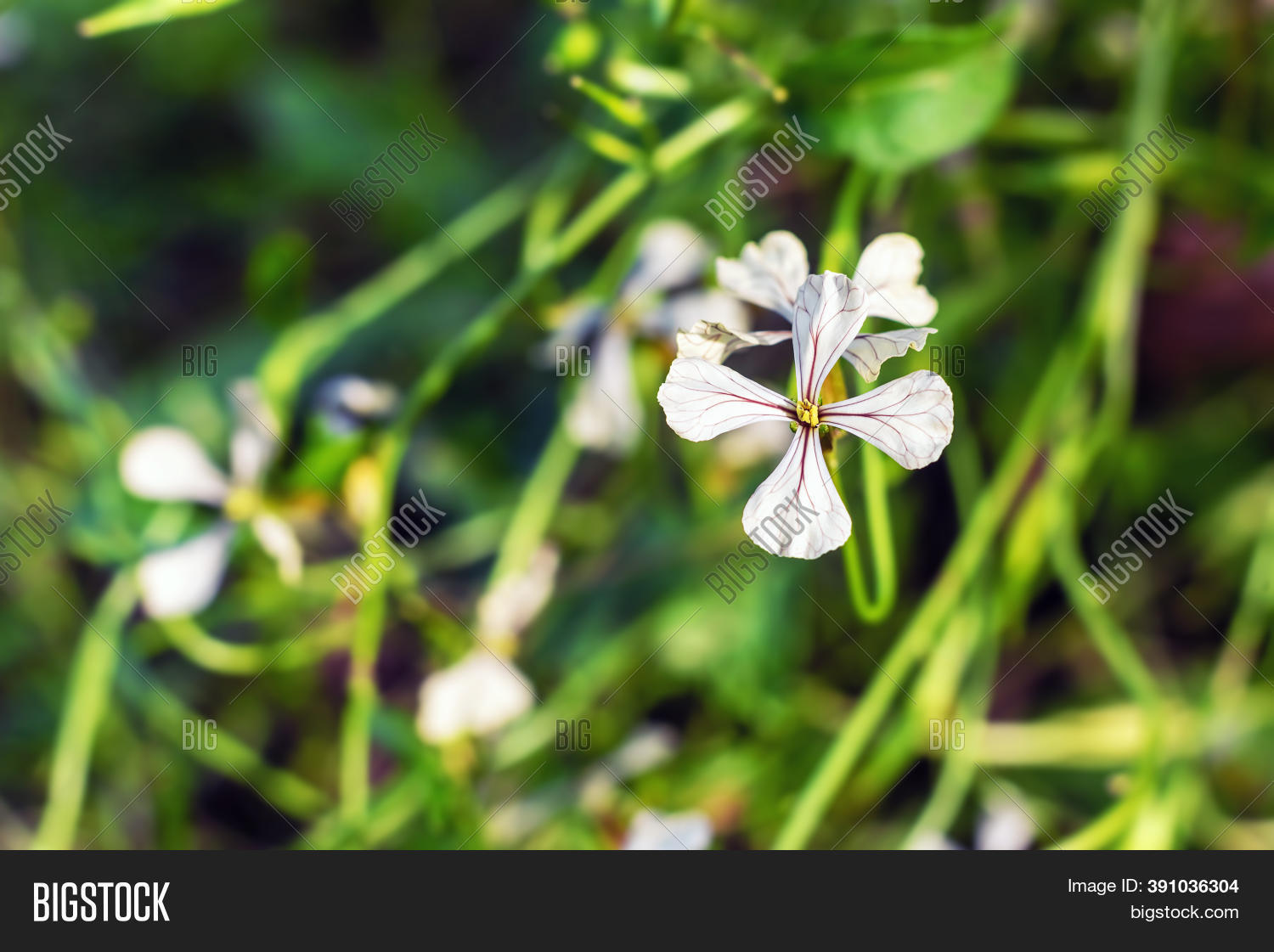 White Eruca Sativa Image & Photo (Free Trial) | Bigstock
