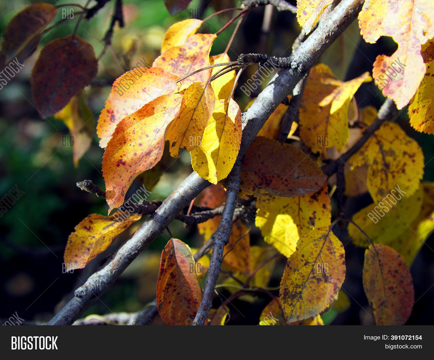 Colorful Apple Tree Image & Photo (Free Trial) | Bigstock