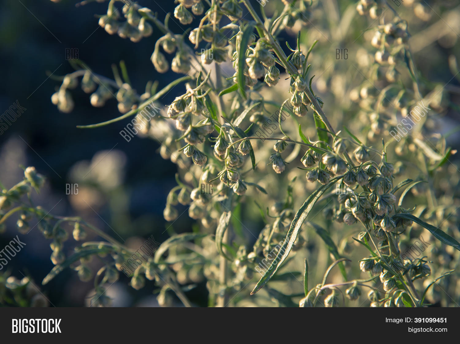Close- Sagebrush Grass Image & Photo (Free Trial) | Bigstock