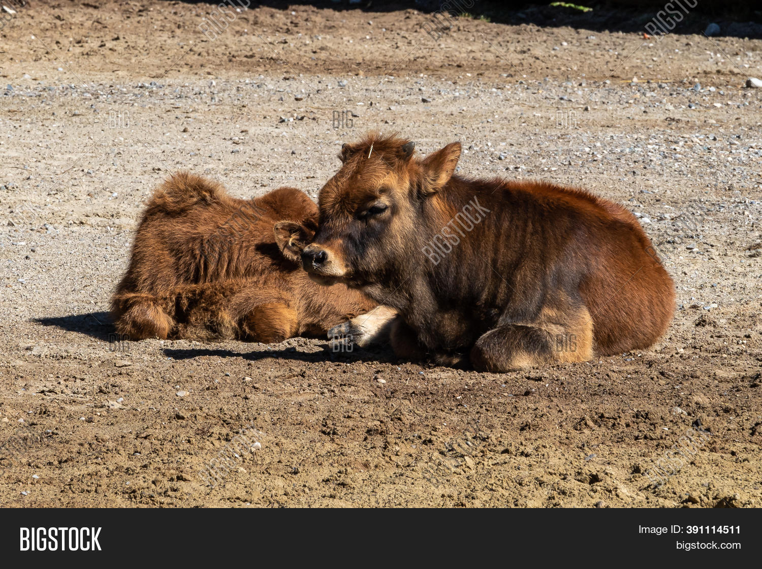 Young Baby Heck Cattle Image & Photo (Free Trial) | Bigstock