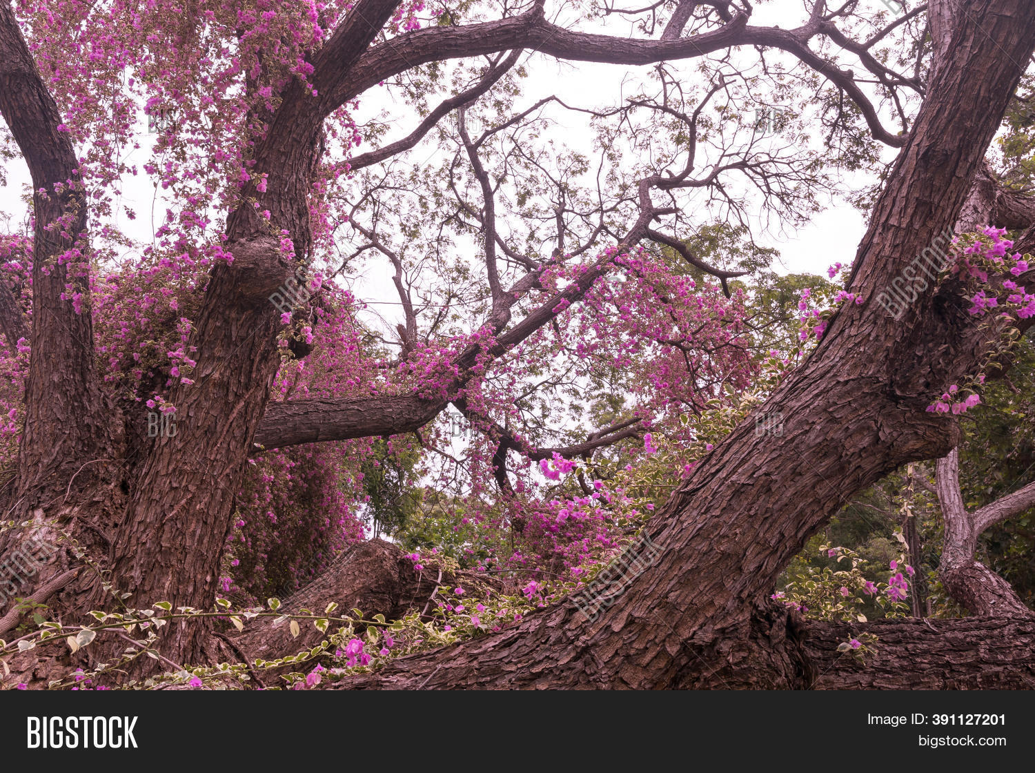 Pink Bougainvillea Image & Photo (Free Trial) | Bigstock