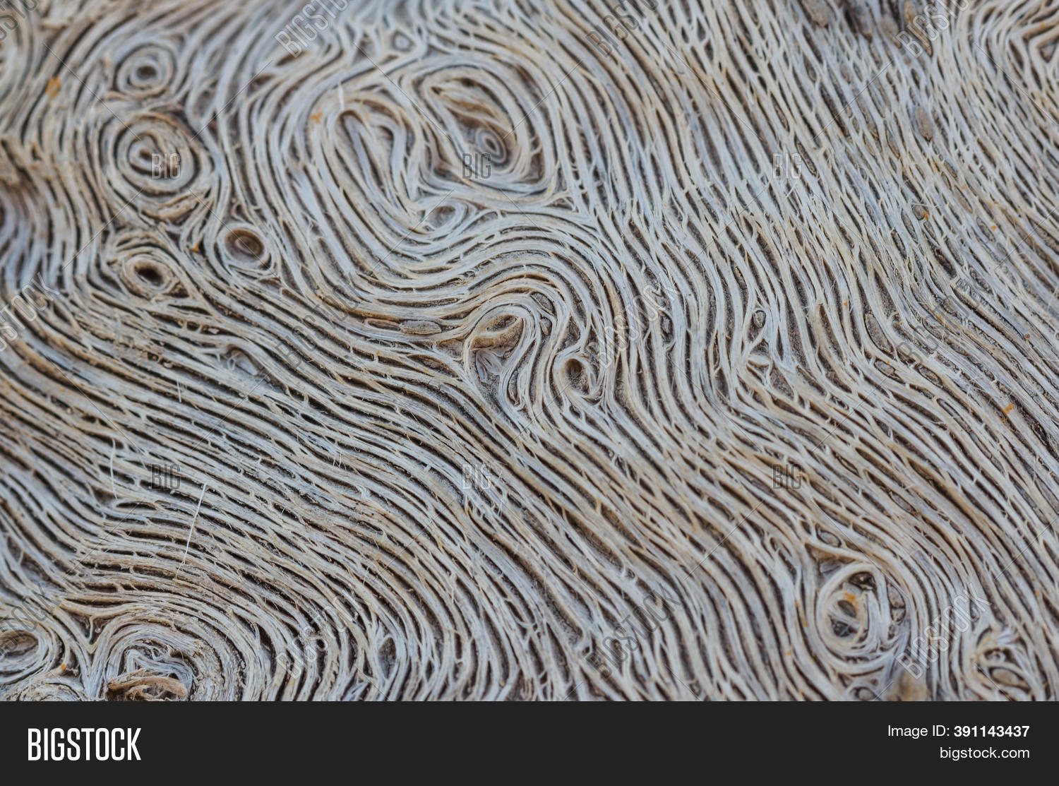 Dead Tree Wood Texture Image & Photo (Free Trial) | Bigstock