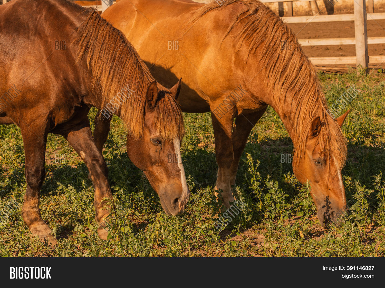 Two Horses Grazing Image & Photo (Free Trial) | Bigstock