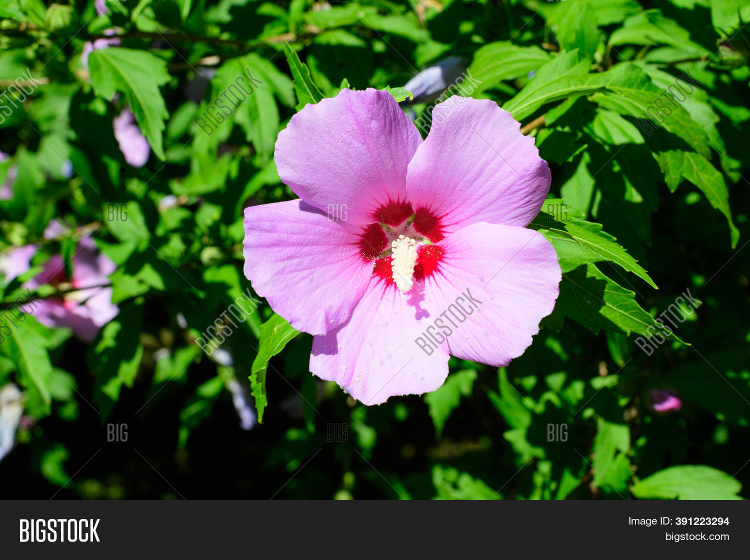 Pink Magenta Flowers Image & Photo (Free Trial) | Bigstock