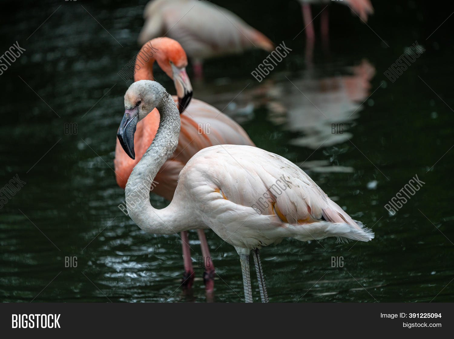 American Flamingo, Image & Photo (Free Trial) | Bigstock