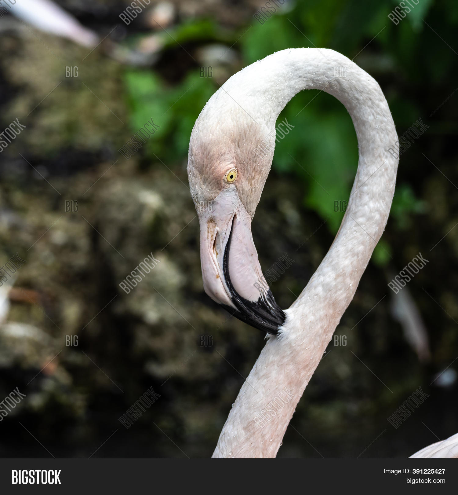 American Flamingo, Image & Photo (Free Trial) | Bigstock